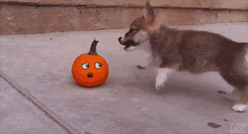 orbo-gifs: Pesky puppy pestering perturbed pumpkin Larger... on Make a GIF