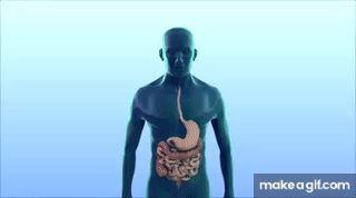 Peristaltismo on Make a GIF