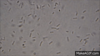 Bacteria under the Microscope (E. coli and S. aureus) on Make a GIF