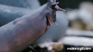 The Hagfish Is the Slimy Sea Creature of Your Nightmares on Make a GIF