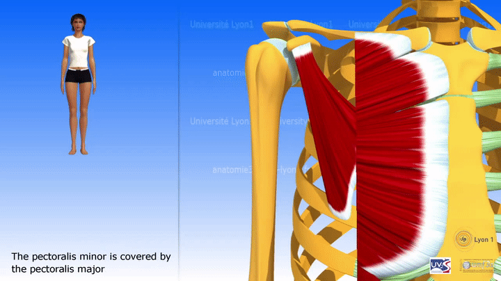 The pectoralis minor on Make a GIF