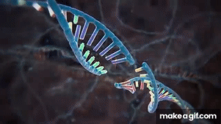 Genome Editing with CRISPR-Cas9 on Make a GIF