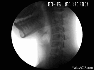My Swallow Study on Make a GIF