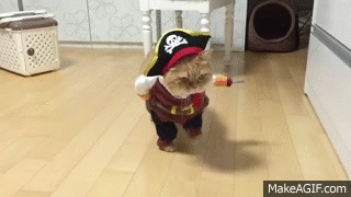 Pirate cat! Pirates of the Caribbean costume on Make a GIF