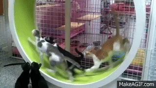 Cats running wheel on Make a GIF