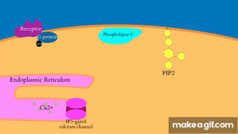 Calcium and IP3 in Signaling Pathways on Make a GIF
