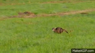 Cat Running Away Gif