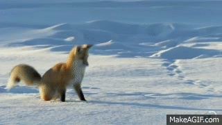 Fox Dives Headfirst Into Snow | North America on Make a GIF