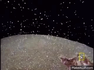 Coral Reef Spawning on Make a GIF