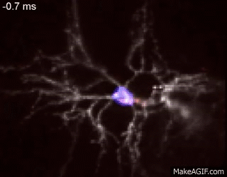 Video 1 Electrical impulse in a neuron on Make a GIF