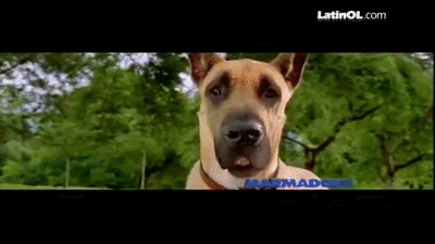 Trailer de Marmaduke en español on Make a GIF