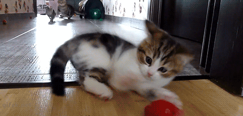 catgifcentral: Kittens having fun Cat GIF Central. In case you... on ...