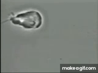Giardia lamblia swimming on Make a GIF