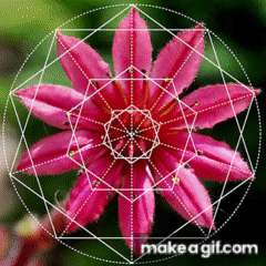 Flower's Pattern on Make a GIF