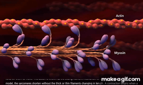 Muscle Contraction - Cross Bridge Cycle on Make a GIF