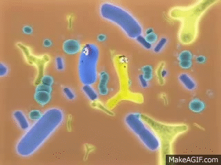 Probiotics - A quick trip inside our guts! on Make a GIF