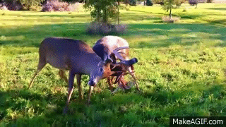 Big Bucks-Whitetail deer locked together and separated on Make a GIF