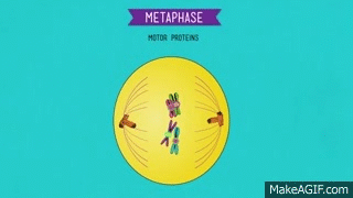 Mitosis: Splitting Up is Complicated - Crash Course Biology #12 on Make ...