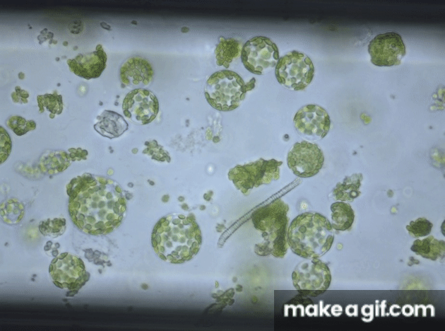 Protoplast fusion 400 ms on Make a GIF