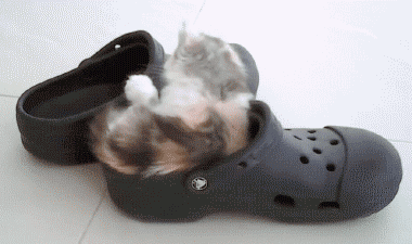 Kitten in Clogs on Make a GIF