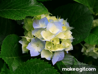 Flowers on Make a GIF