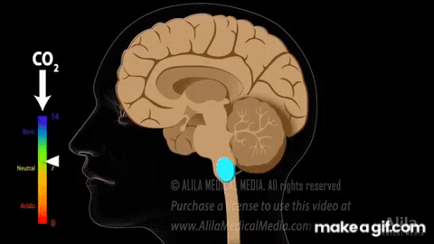 Control of Ventilation, Animation on Make a GIF