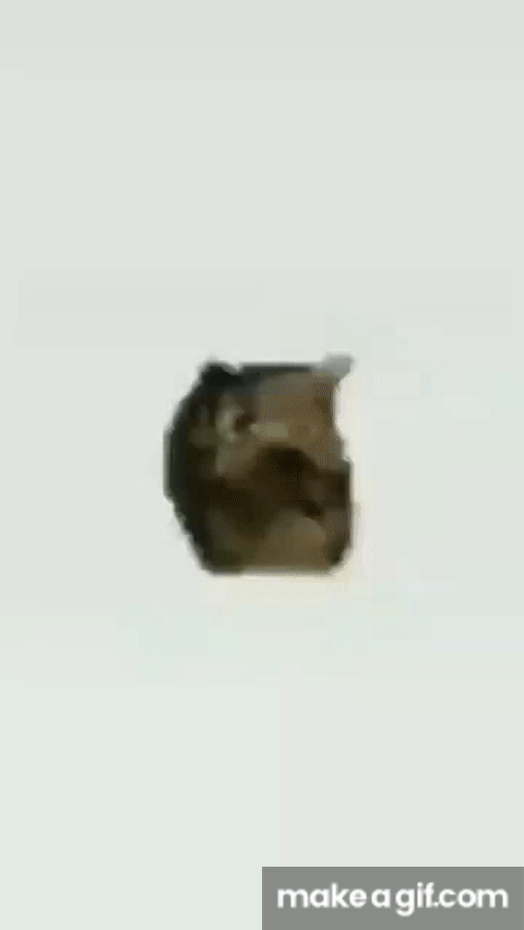 Spinning Cat Meme Template | OIIAIOIIIAI Meme on Make a GIF