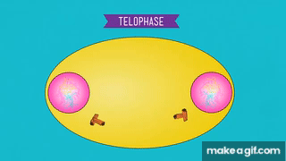 Mitosis: Splitting Up is Complicated - Crash Course Biology #12 on Make ...