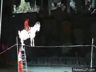 Keci, Monkey rides a Goat on the Tight Rope. on Make a GIF