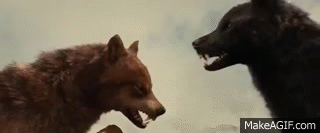 Twilight Breaking Dawn Part 1 Talking Wolves on Make a GIF