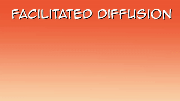 Cell Membranes and Cell Transport on Make a GIF