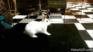 Bunny Binky on Make a GIF