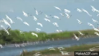 Flock of birds flying in Muttukadu Back Waters lake on Make a GIF