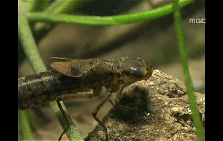 Life of dragonfly larva in water - Secrets of the Dragonfly, #04, 잠자리 ...