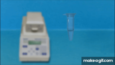 PCR: Reacción en Cadena de la Polimerasa (divulgación científica IQOG ...