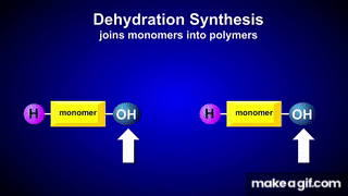 Hydrolysis and Dehydration Synthesis on Make a GIF