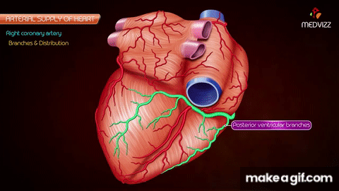 Coronary arteries Anatomy / Blood supply of Heart / Arterial supply of ...