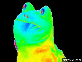 MLG Frog (Original) on Make a GIF