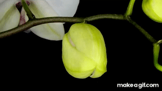 Beautiful Blooming Orchid Opening Timelapse on Make a GIF