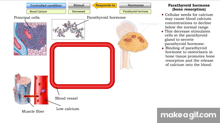 Parathyroid hormone (bone resorption) & Calcitonin (bone deposition) on ...