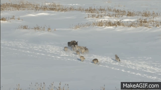 Wolf Stalking Prey Gif