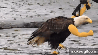 bold eagle with arms on Make a GIF