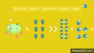 ATP & Respiration: Crash Course Biology #7 on Make a GIF
