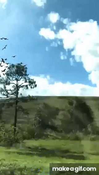 Guy Takes Slow Mo Vid of Passing Birds from a Train and It Looks Totaly ...