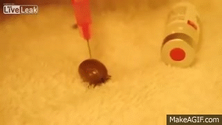 Injecting Hydrogen Peroxide into tick full of blood - Awful people ...