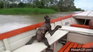 CRAZY SWIMMING SLOTHS - Does a Sloth Sink or Swim? on Make a GIF
