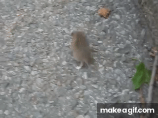Mouse running in circles. on Make a GIF