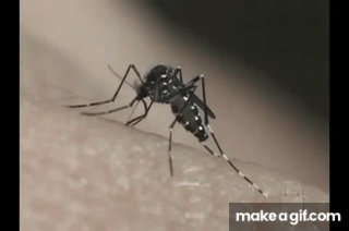 DENGUE - Aedes Aegypti picando uma pessoa - Febre Amarela on Make a GIF