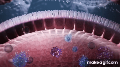 Immunology in the Gut Mucosa on Make a GIF