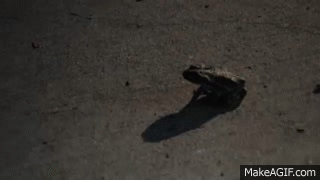 Walking Frog on Make a GIF